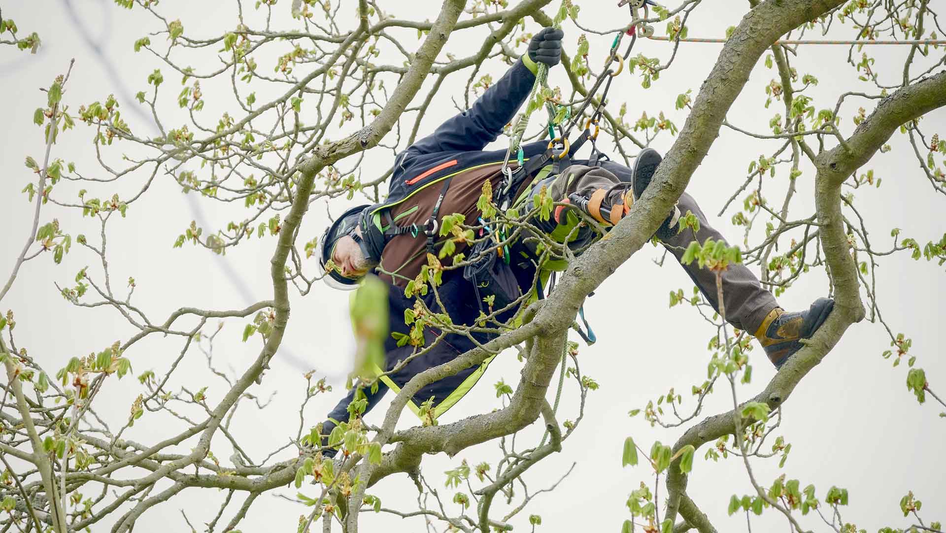 Baumpflege | Baumpflege Rothe