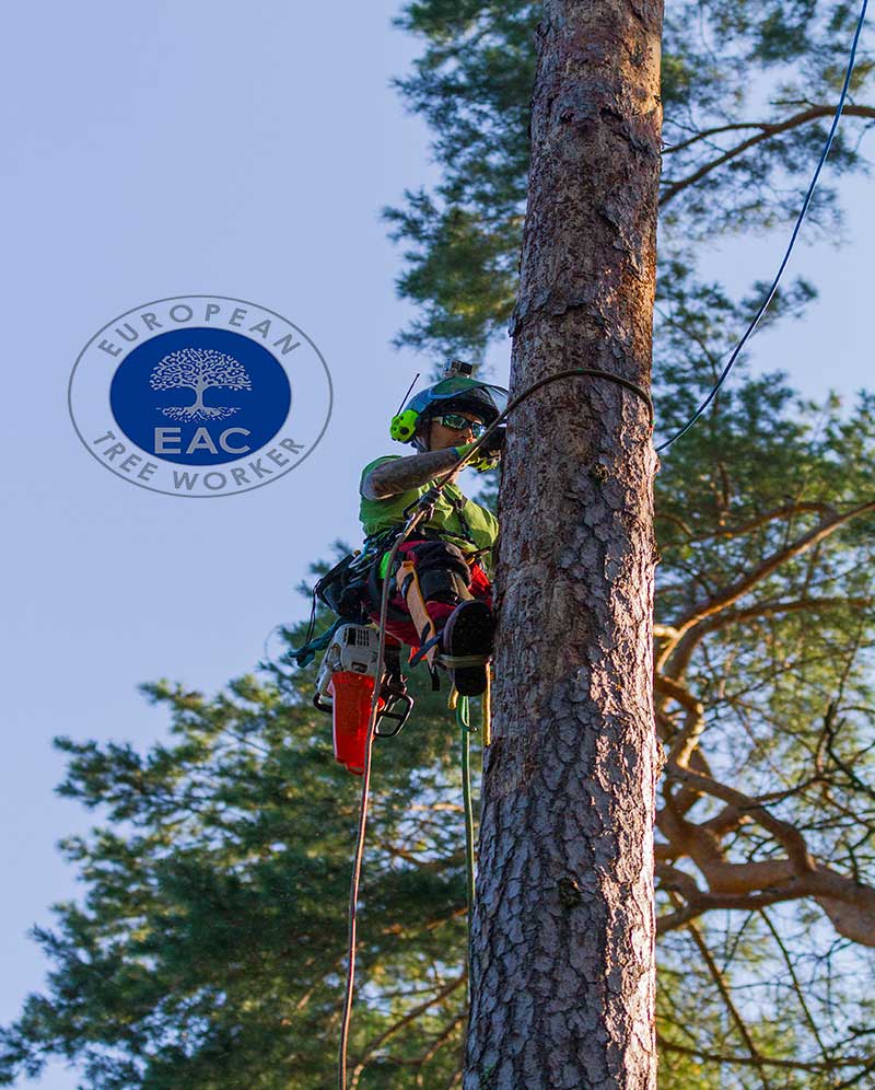 Baumfällung | Baumpflege Rothe